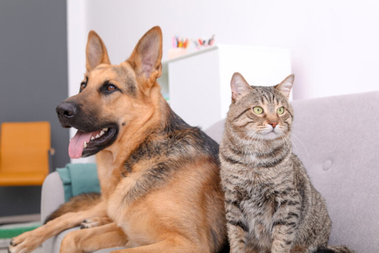 Veterinary Partnerships in California - Veterinary Medical Center Pet ...