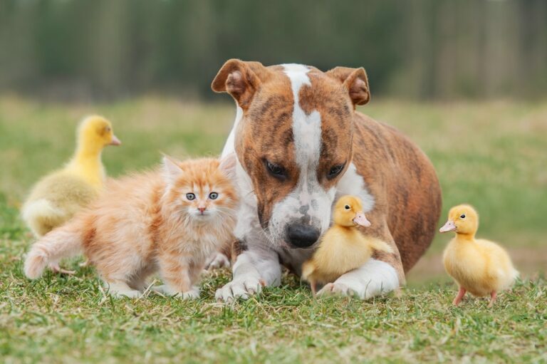 Veterinary Partnerships in California - Veterinary Medical Center Pet ...